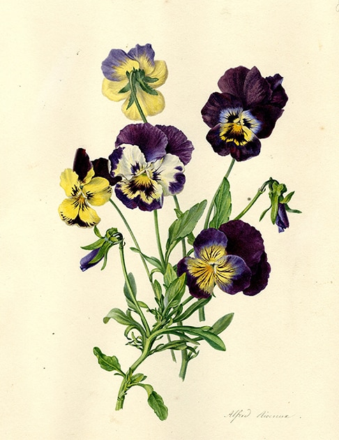 한지아 작가와 함께하는 컬러링 워크숍: 보태니컬 아트 | British Council